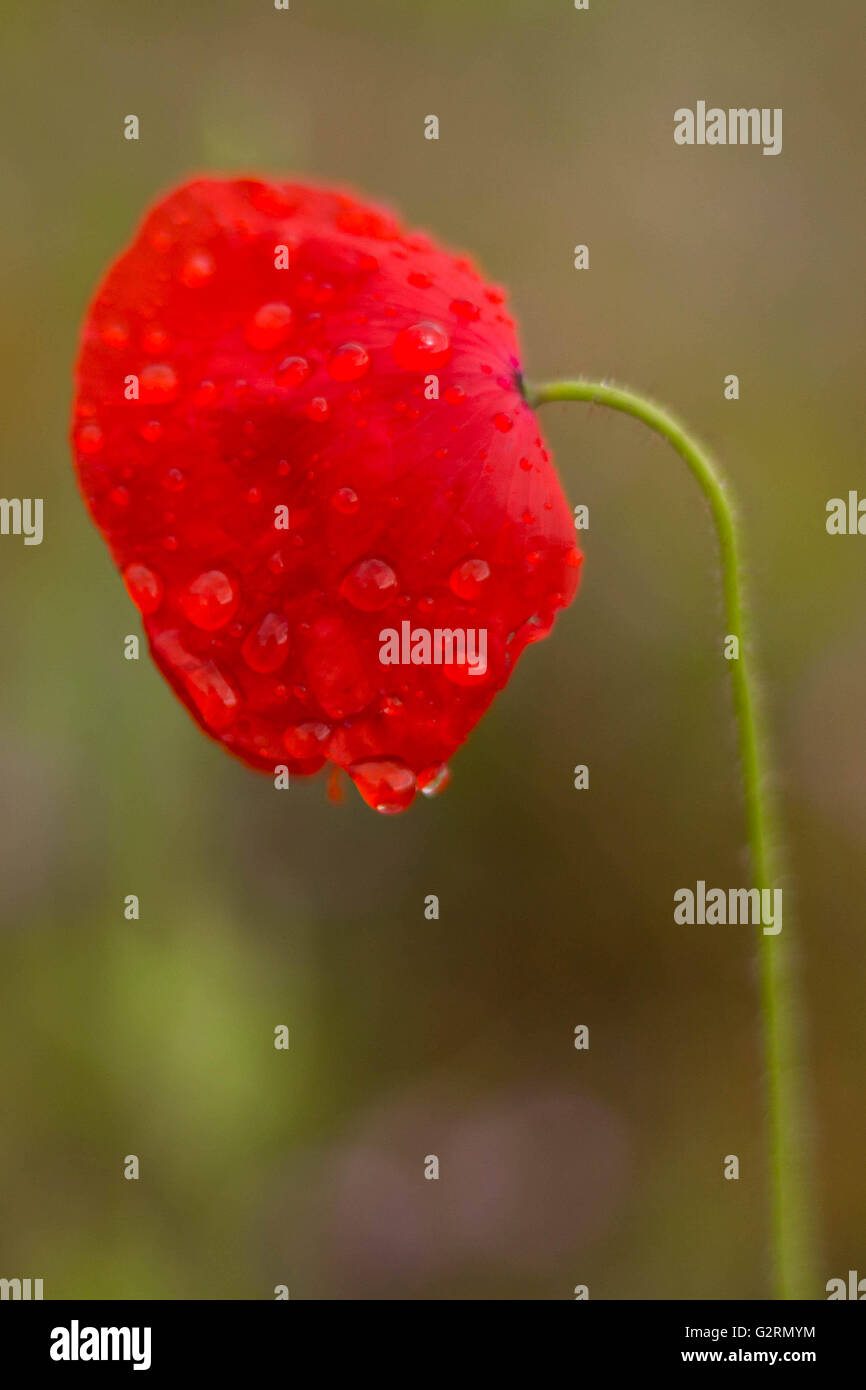 Droopy red poppy hi-res stock photography and images - Alamy