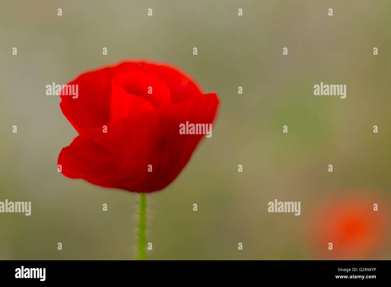 A single small red poppy with a blurred background Stock Photo - Alamy