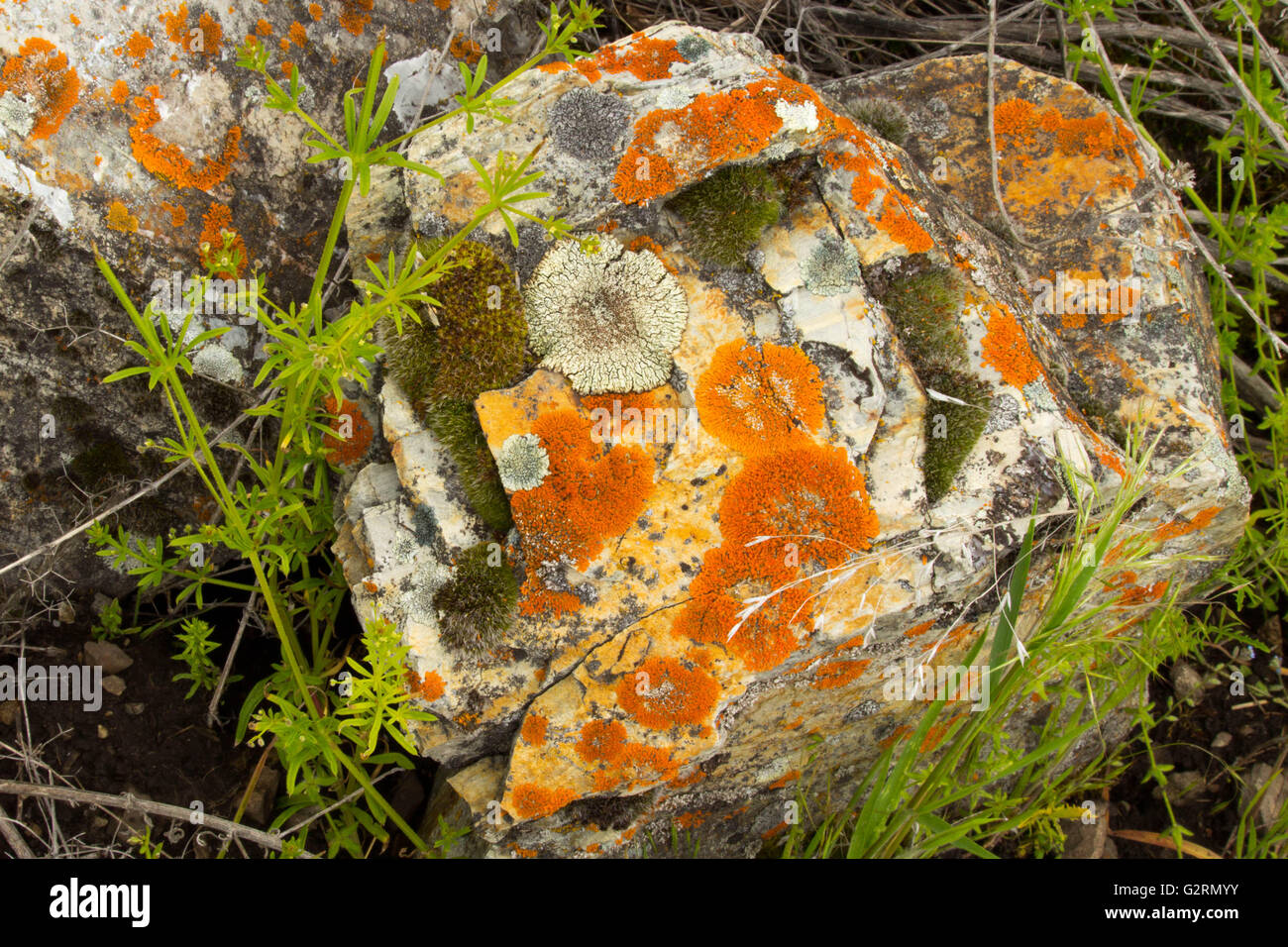 Rock with bright orange lichens and green moss Stock Photo - Alamy