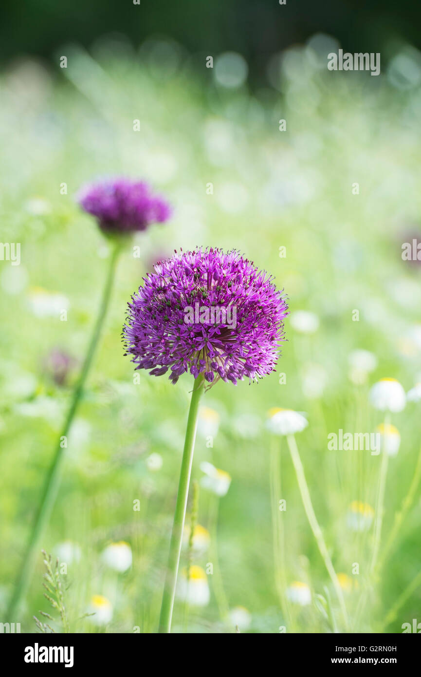 Allium hollandicum 'Purple Sensation'. Ornamental Onion flowers in a ...
