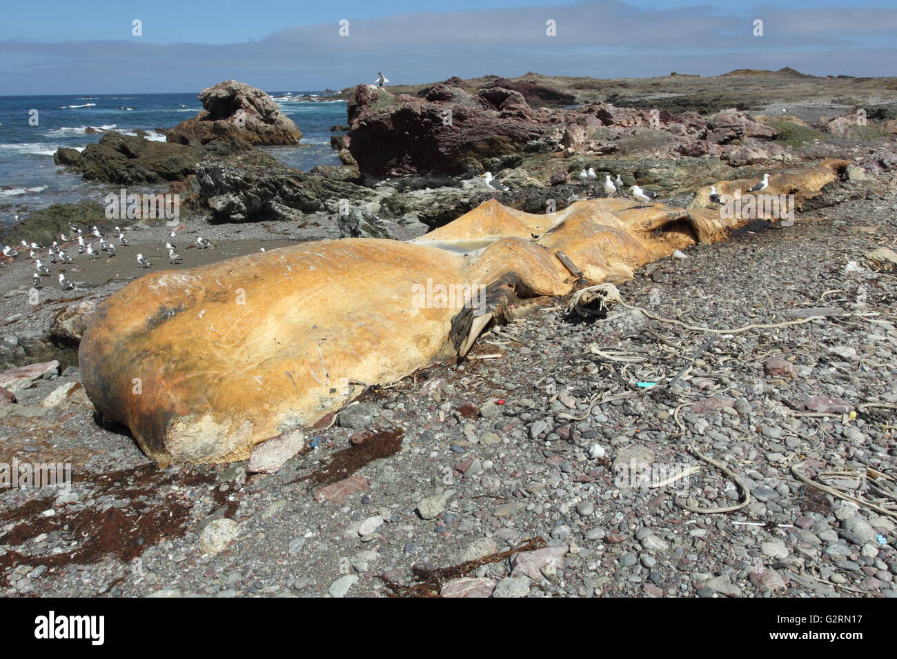 Beached Sperm Whale , Physeter macrocephalus Stock Photo - Alamy