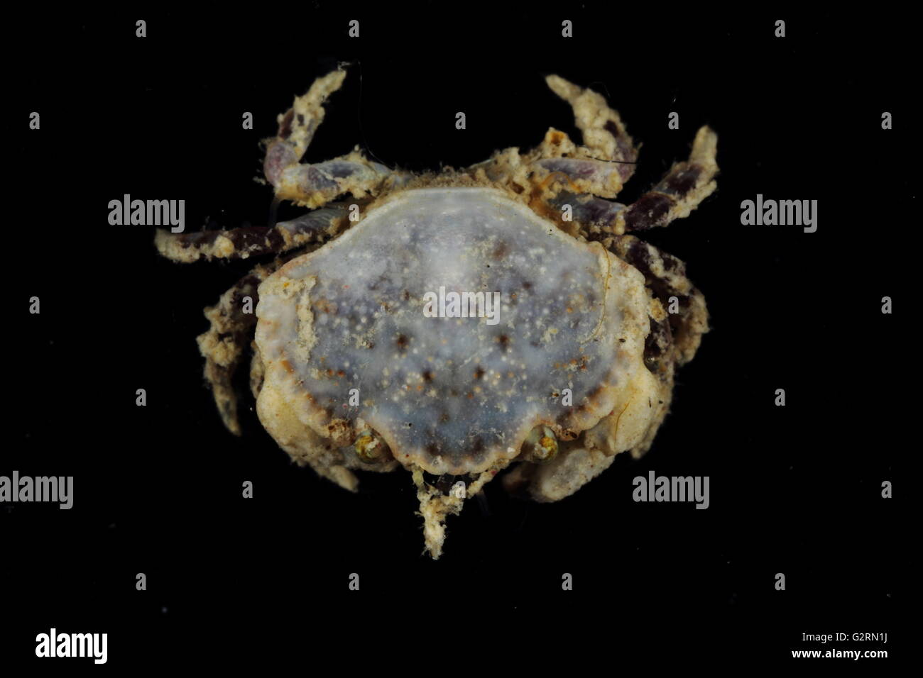 Juvenile Edible crab Cancer pagurus Stock Photo - Alamy
