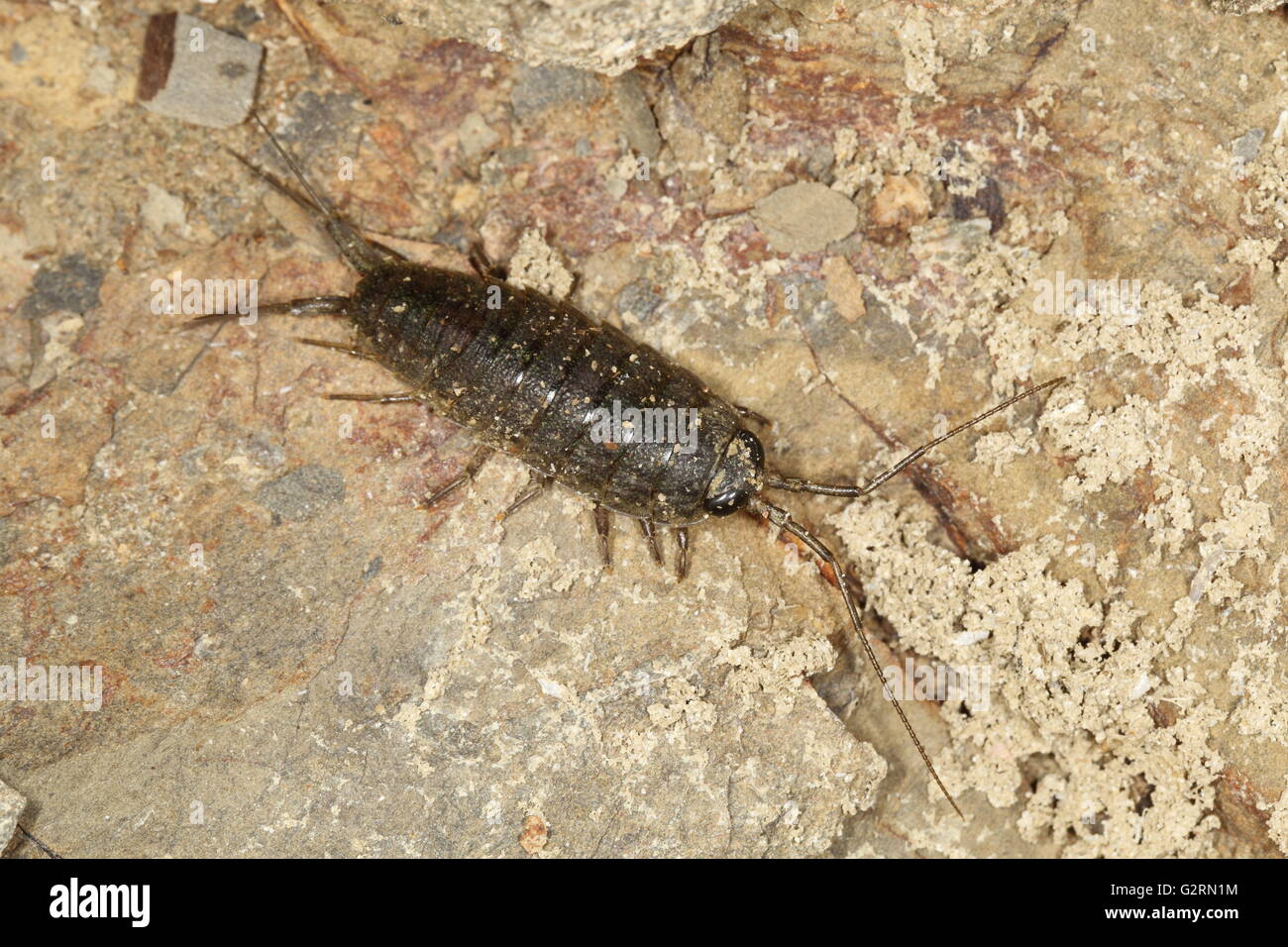 Shore isopod ligia occidentalis hi-res stock photography and images - Alamy
