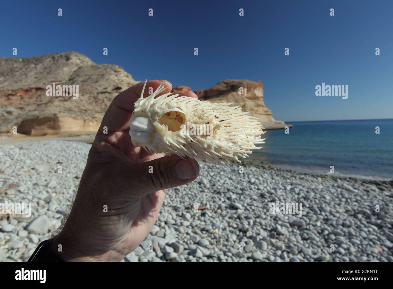 Dried pufferfish hi-res stock photography and images - Alamy