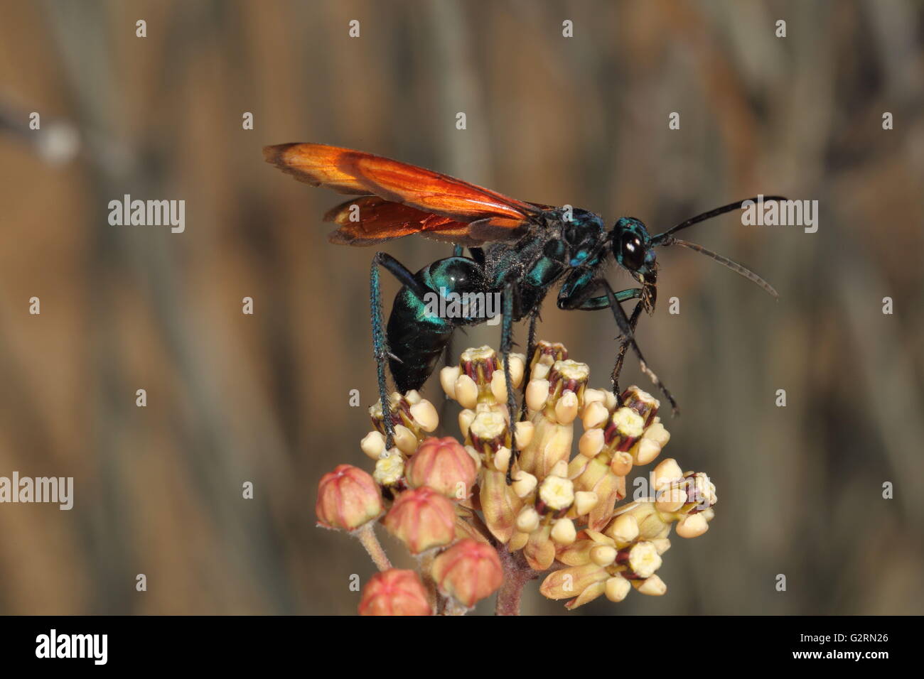 Tarantula Hawk Wasp