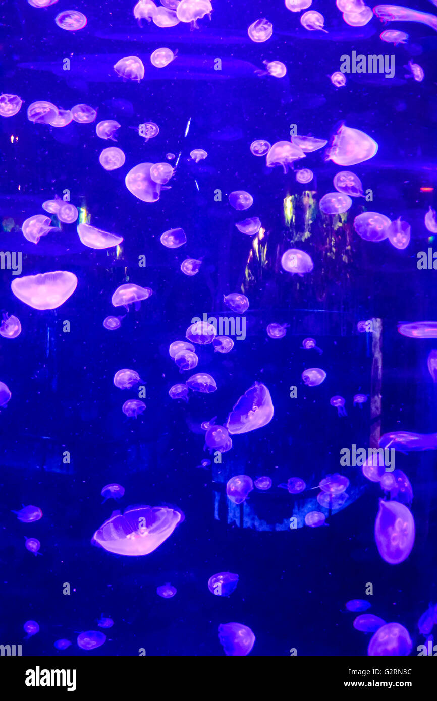 Photo Picture of Some Jellyfish Dangerous Poisonous Medusa Stock Photo ...