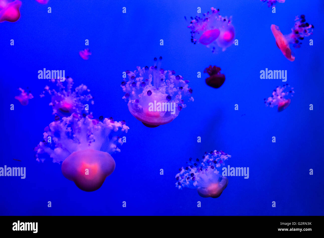 Photo Picture of Some Jellyfish Dangerous Poisonous Medusa Stock Photo ...