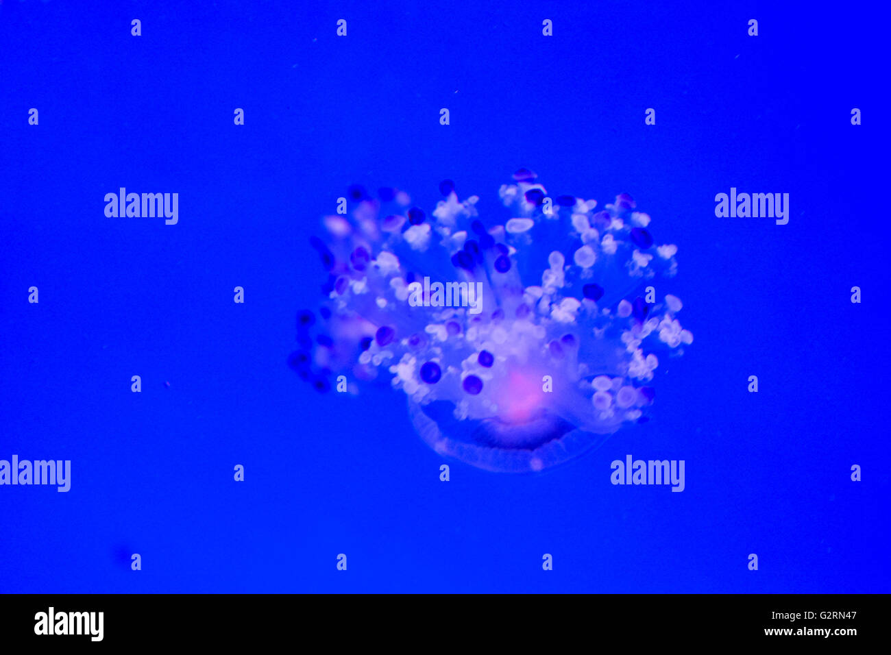 Photo Picture of Some Jellyfish Dangerous Poisonous Medusa Stock Photo ...