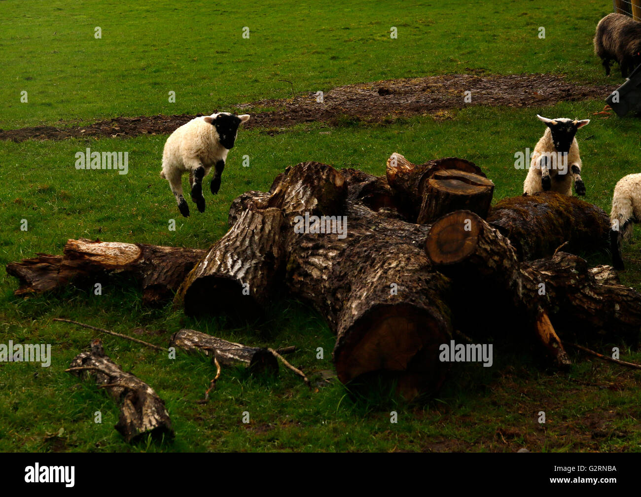 Lambs racing hi-res stock photography and images - Alamy