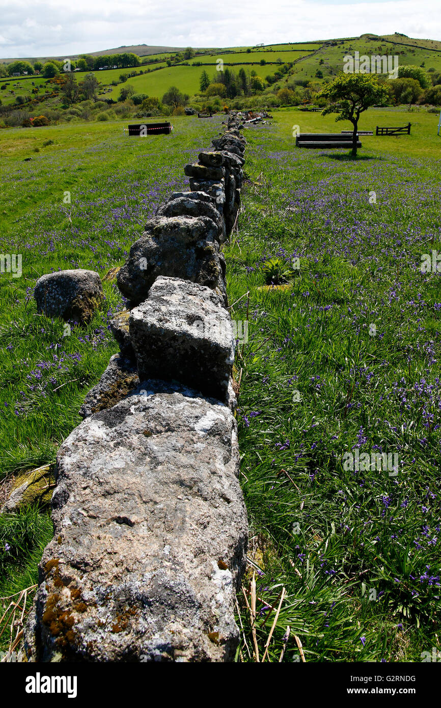 English spring time bluebells looking beautiful flowering on Holwell ...