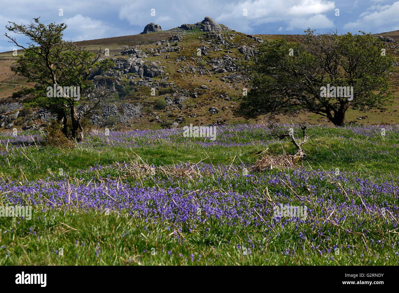 English spring time bluebells looking beautiful flowering on Holwell ...