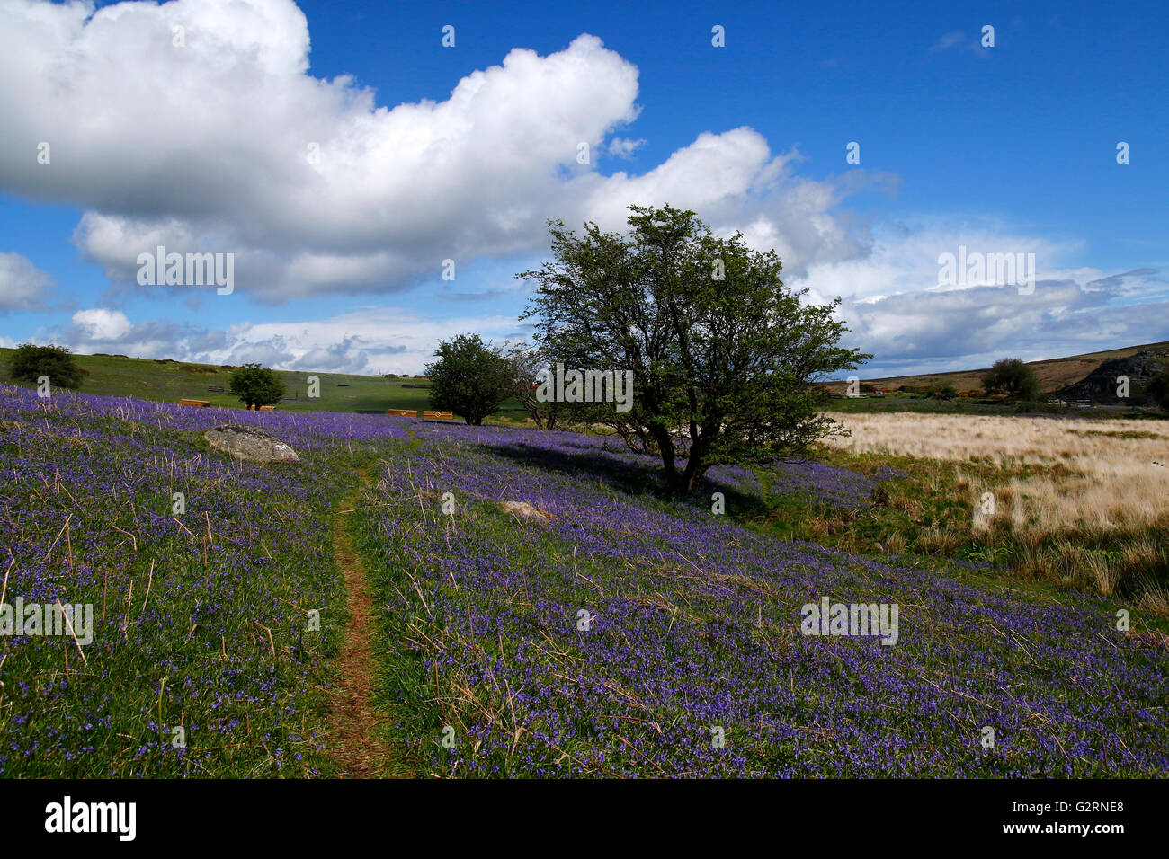 English spring time bluebells looking beautiful flowering on Holwell ...