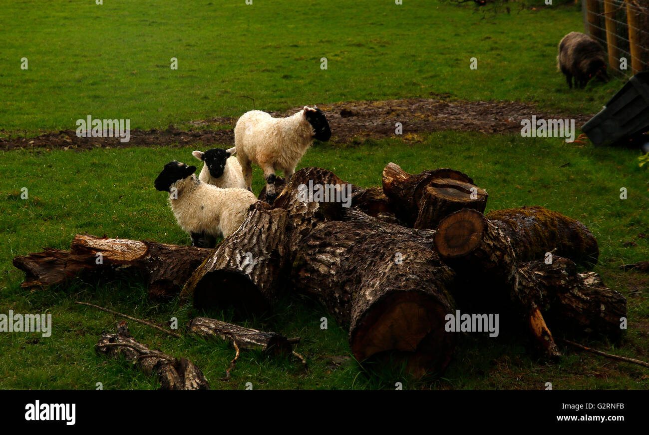 Sheep galore, lying down playing running lambs ewes road signs all on ...