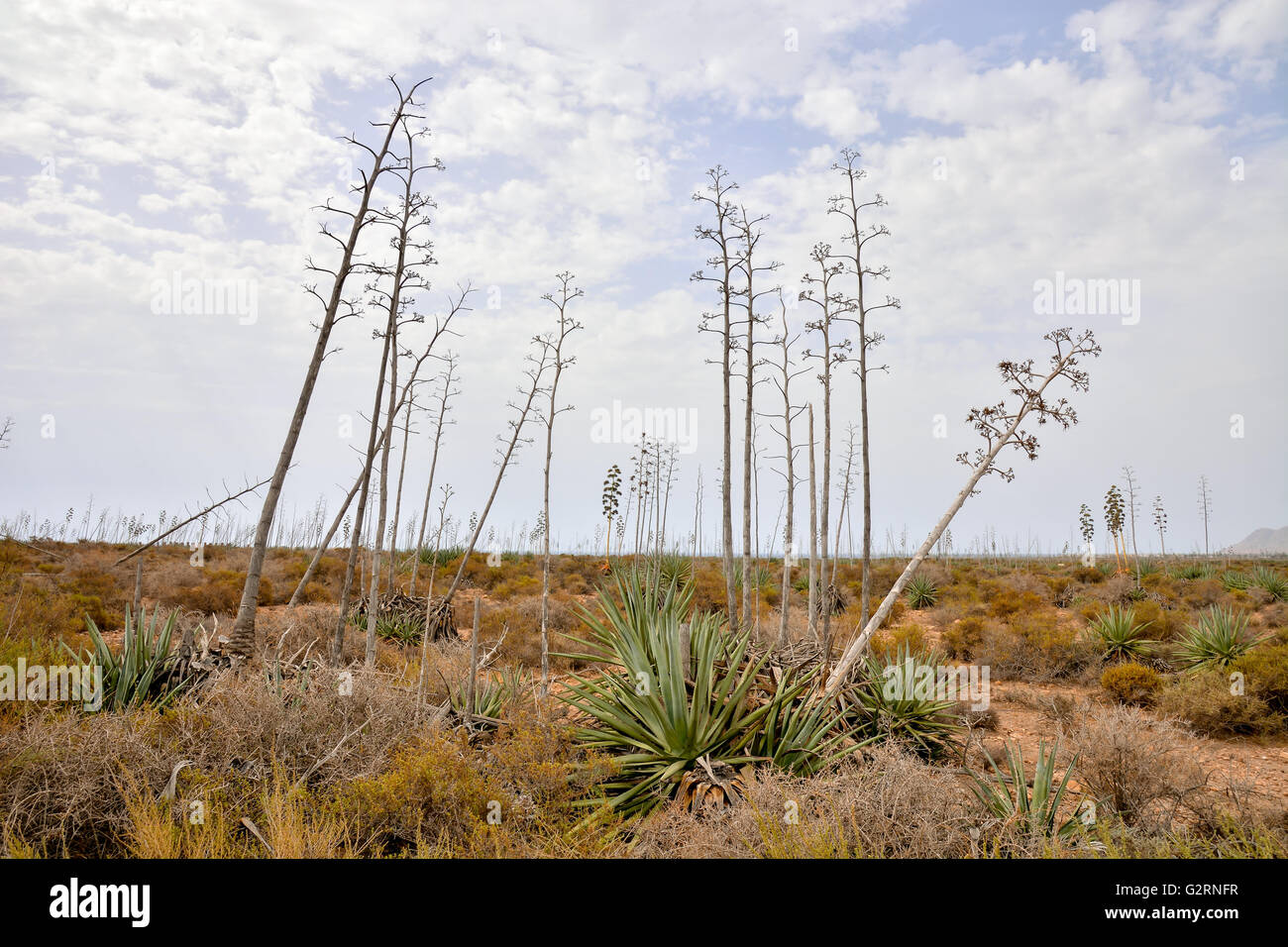 Photo PIcture of a Beautiful Landscape in South Spain Stock Photo - Alamy
