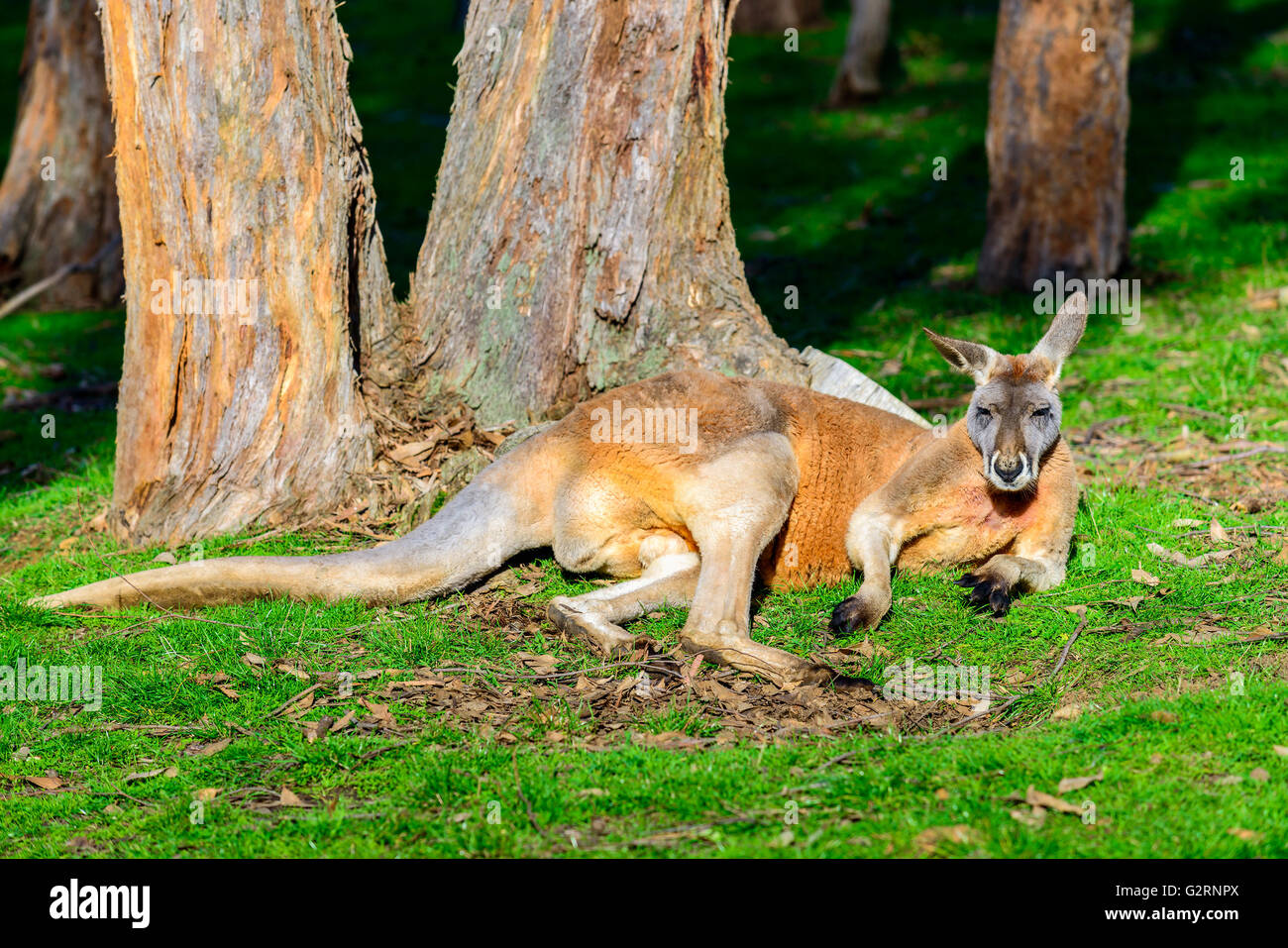 Lazy australian kangaroo sleeping on the ground Stock Photo - Alamy