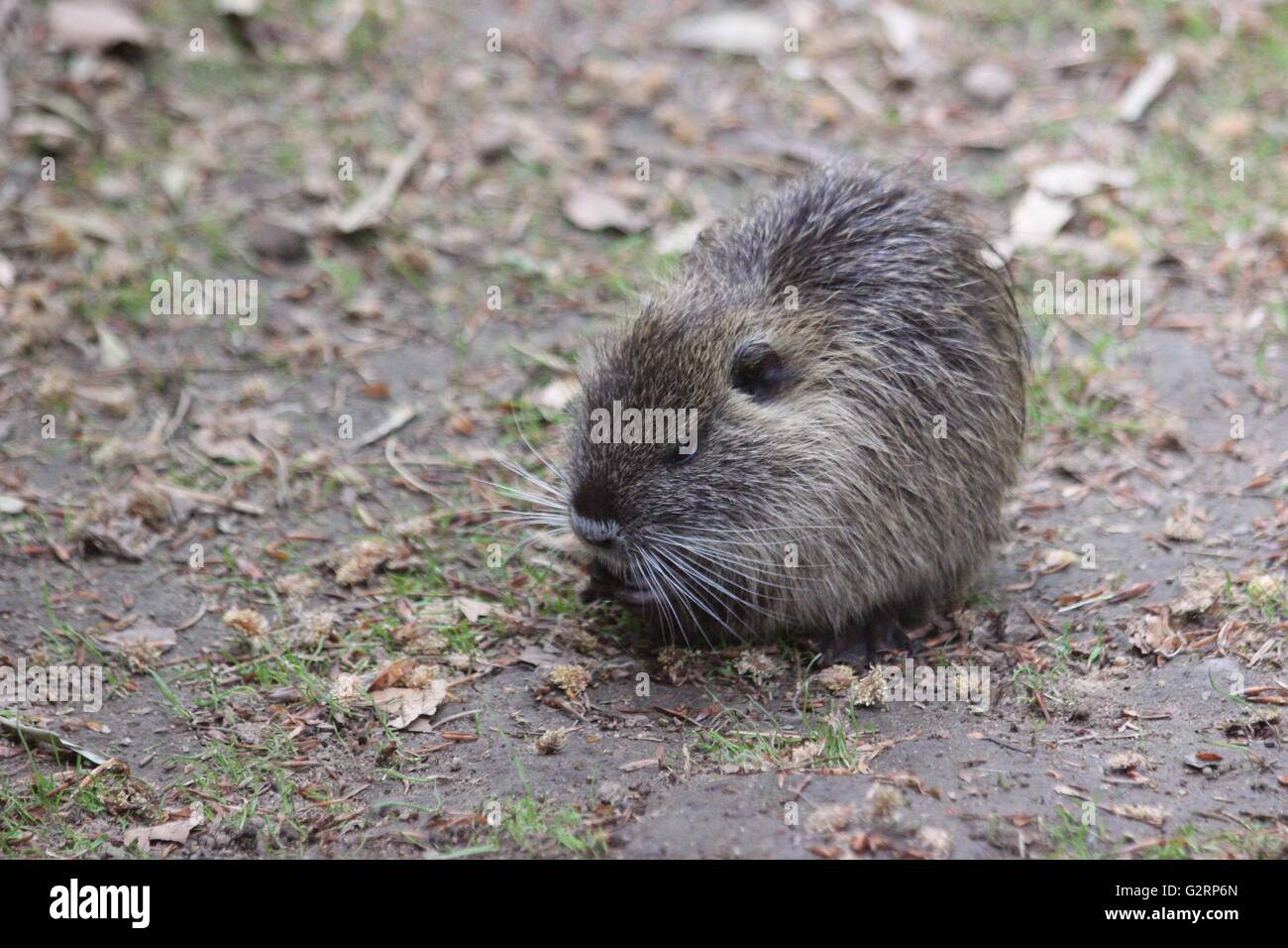 coypu (Nutria) at "Wildpark Schwarze Berge" Hamburg Germany Stock Photo ...