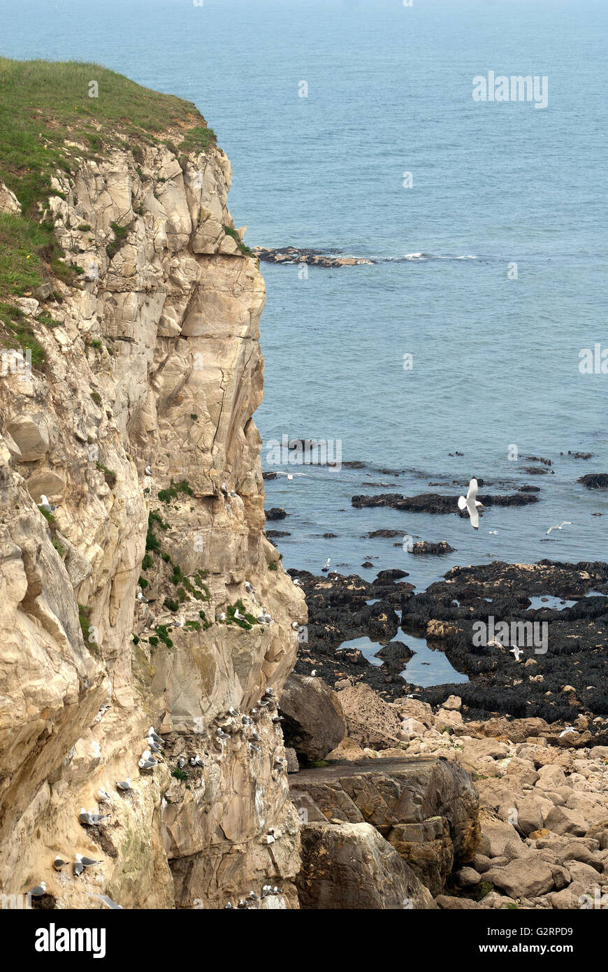 Marsden bay / The Leas, South Shields Stock Photo - Alamy