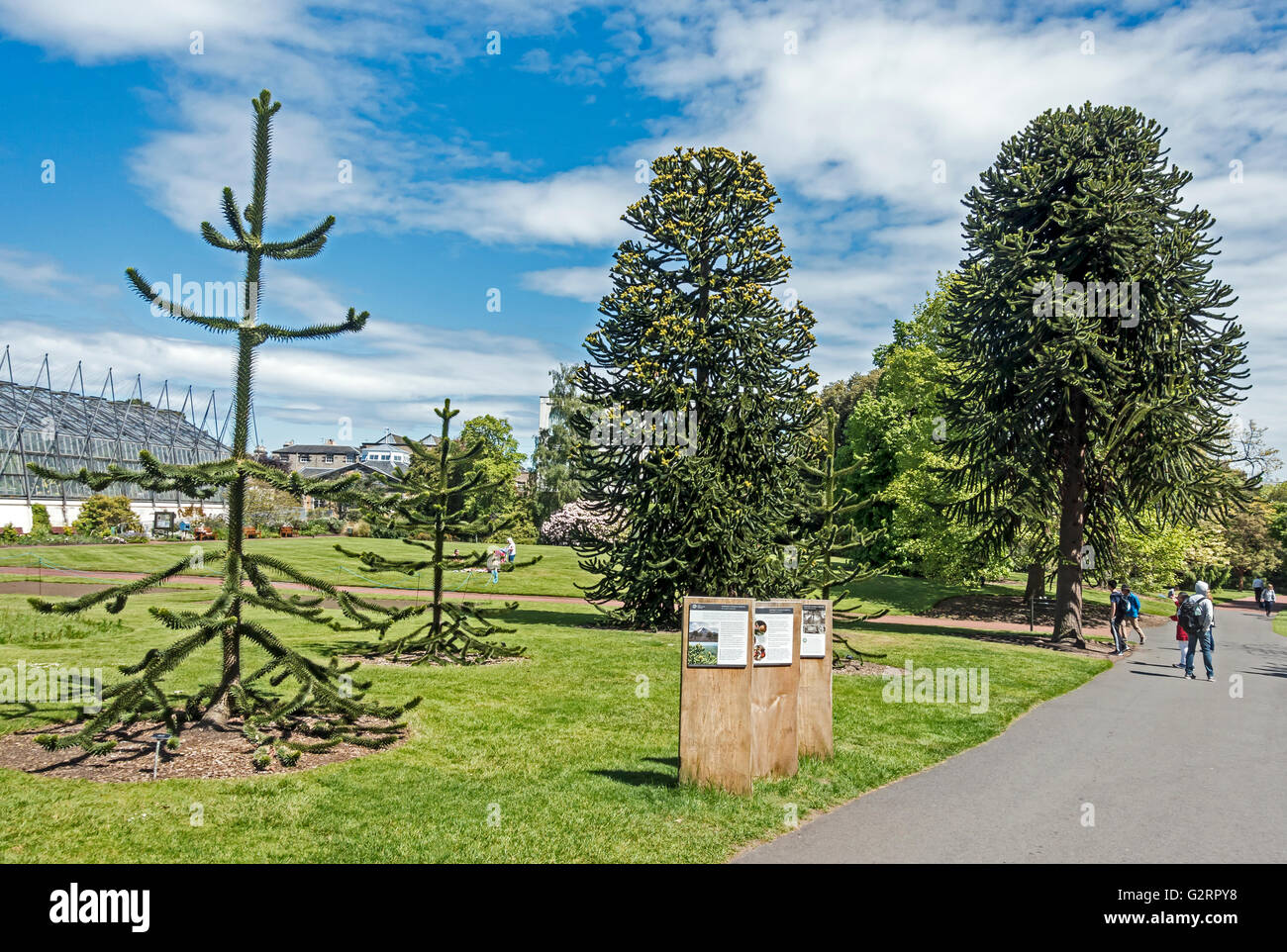 Monkey puzzle tree in garden hi-res stock photography and images - Alamy