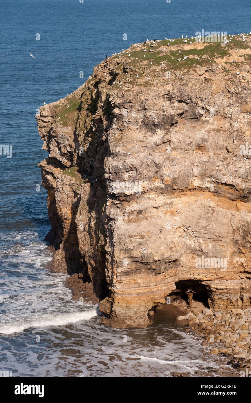 Marsden bay / The Leas, South Shields Stock Photo - Alamy