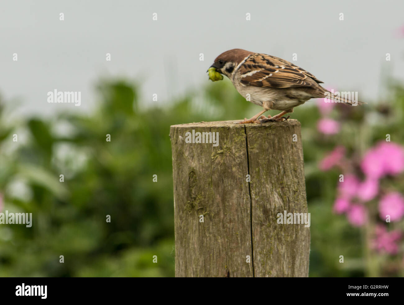 Sparrow with bug hi-res stock photography and images - Alamy