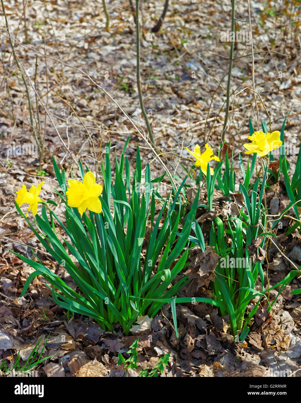 Niagara falls yellow flowers in hi-res stock photography and images - Alamy