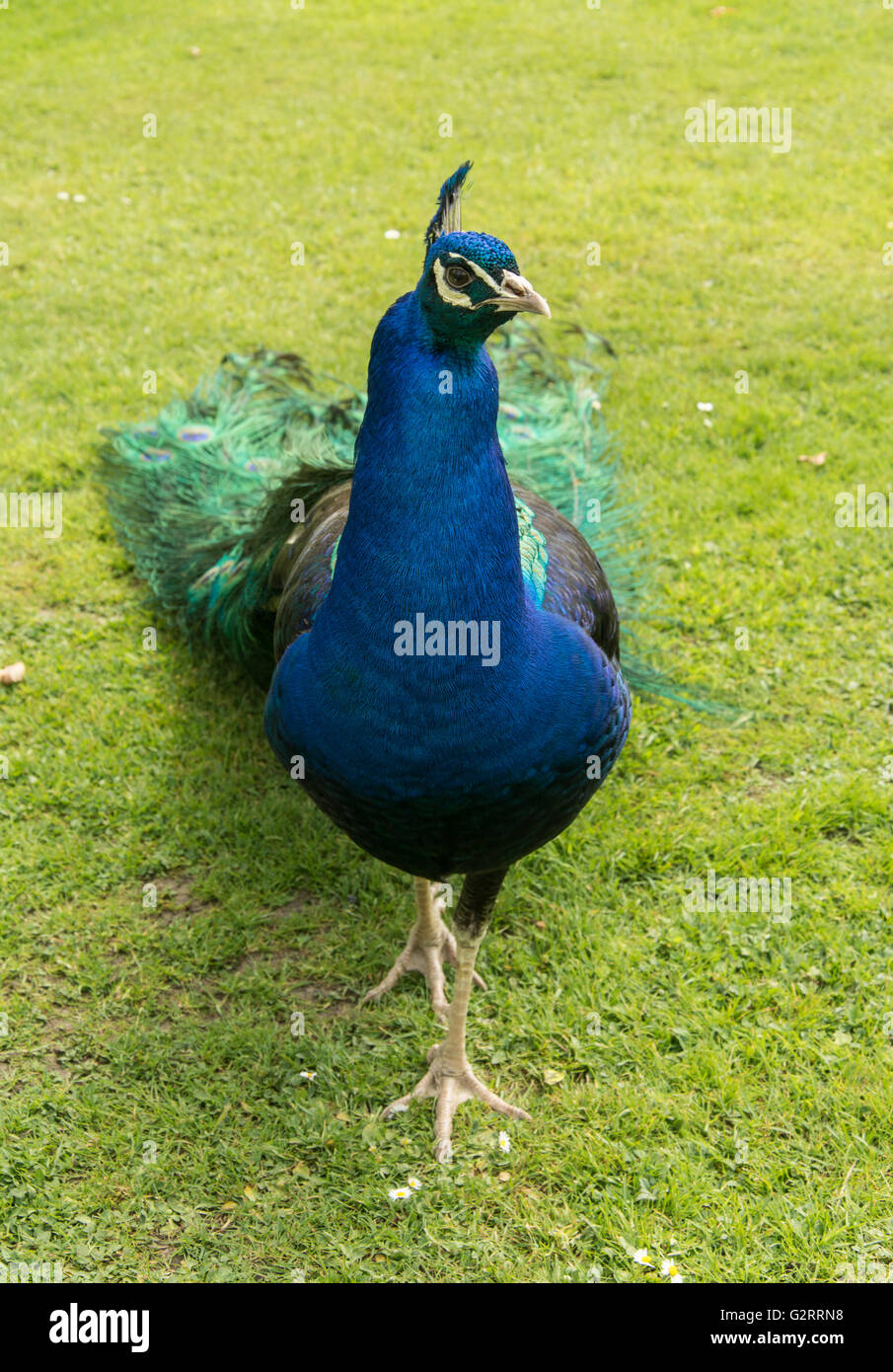 Colour peacock eyes hi-res stock photography and images - Alamy