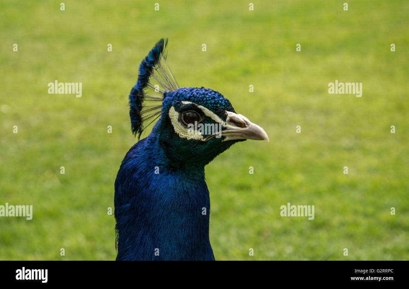 Colour peacock eyes hi-res stock photography and images - Alamy