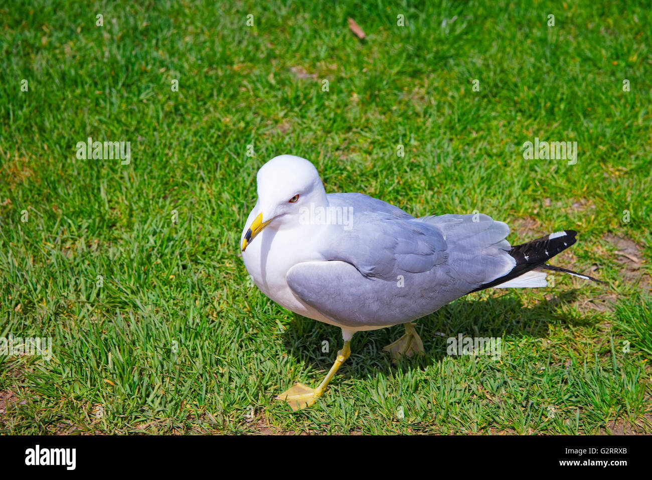 Niagara falls seagull hi-res stock photography and images - Alamy