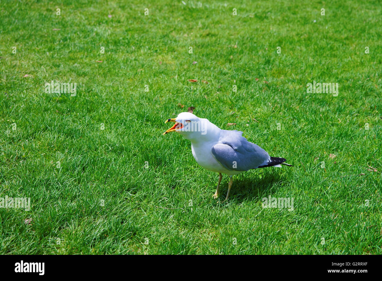 Seagull on the grass in Niagara Park at Niagara Falls from the American ...