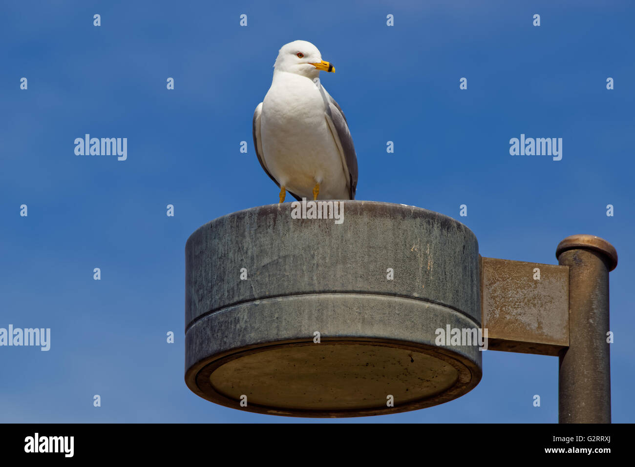 Niagara falls seagull hi-res stock photography and images - Alamy