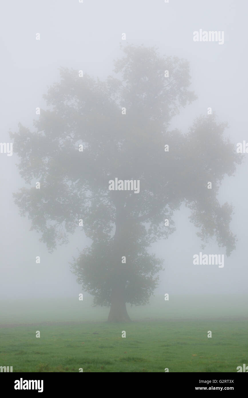 Contour of tree hi-res stock photography and images - Alamy