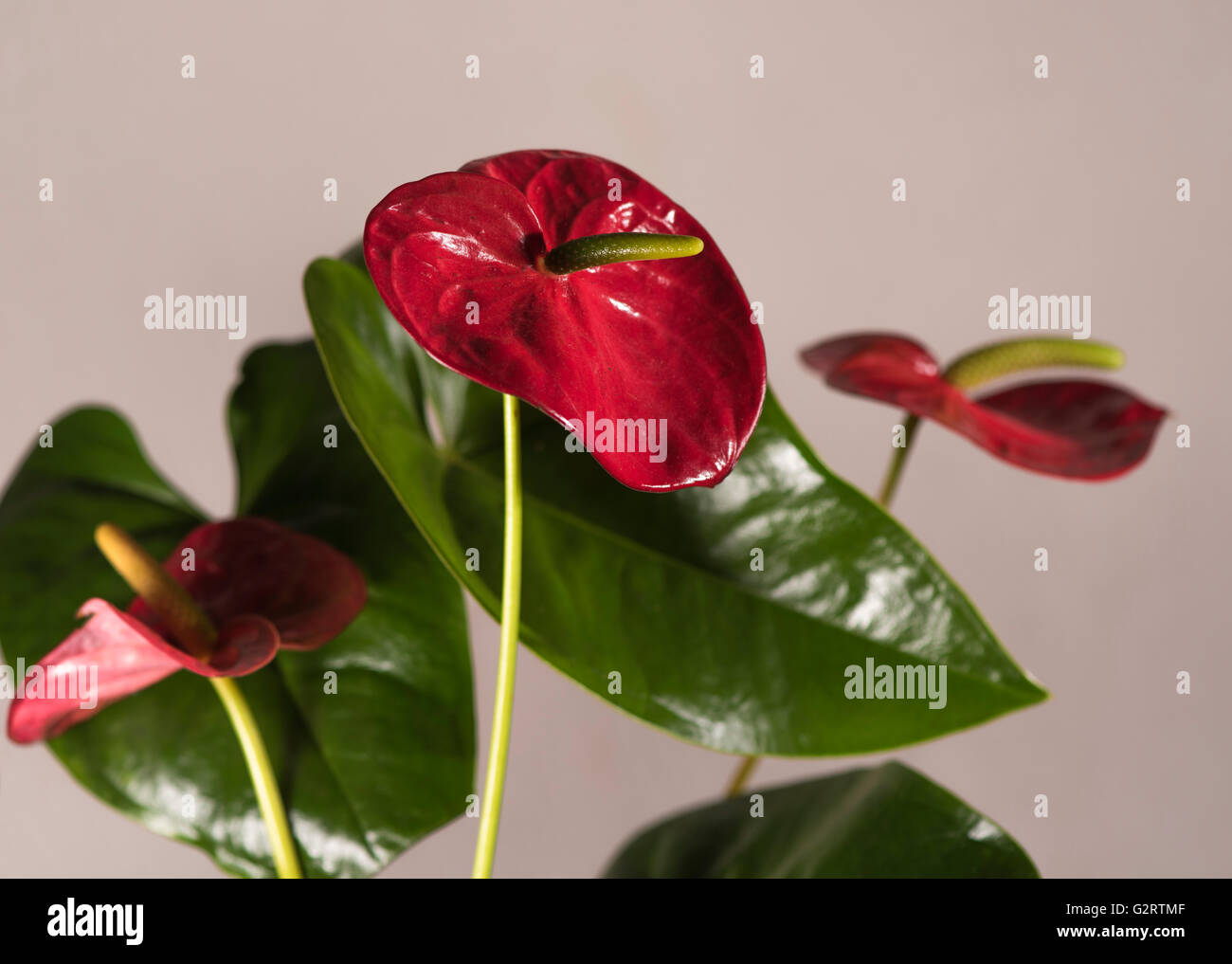 Anthurium andreanum, a typical houseplant Stock Photo - Alamy