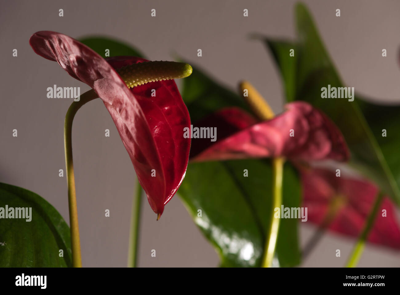 Anthurium andreanum hi-res stock photography and images - Alamy