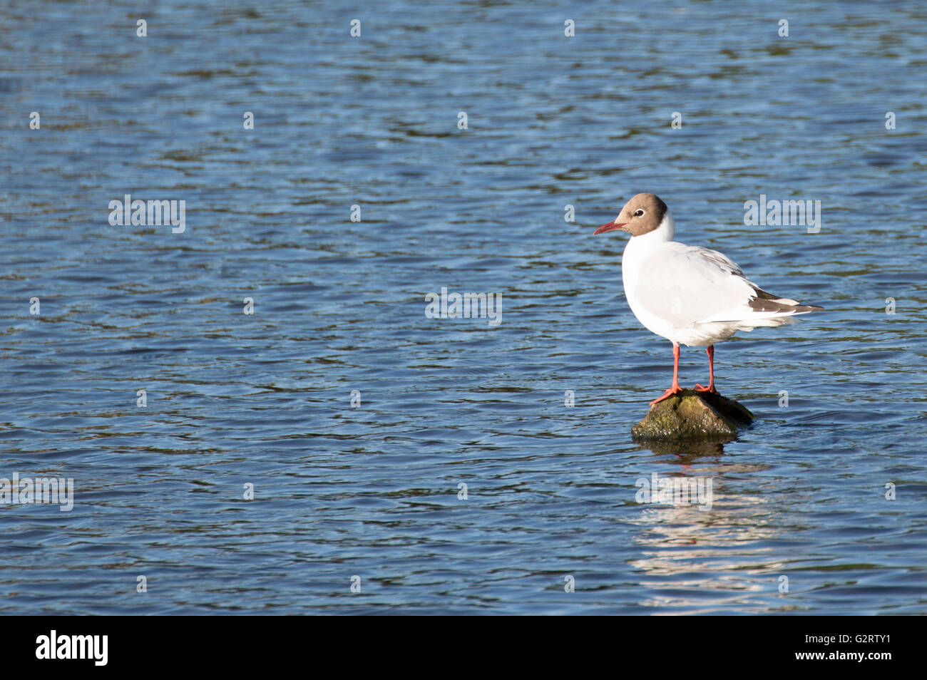 A Black-headed Gull (Chroicocephalus ridibundus) standing on a rock in ...