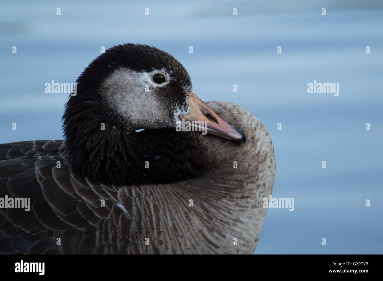 A close-up portrait of a Canada x Greylag Goose hybrid at a pond Stock ...