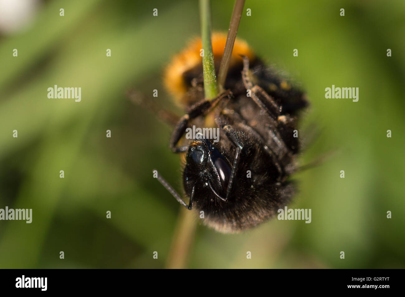 A close-up of a Red-tailed Bumblebee (Bombus lapidarius) on a blade of ...