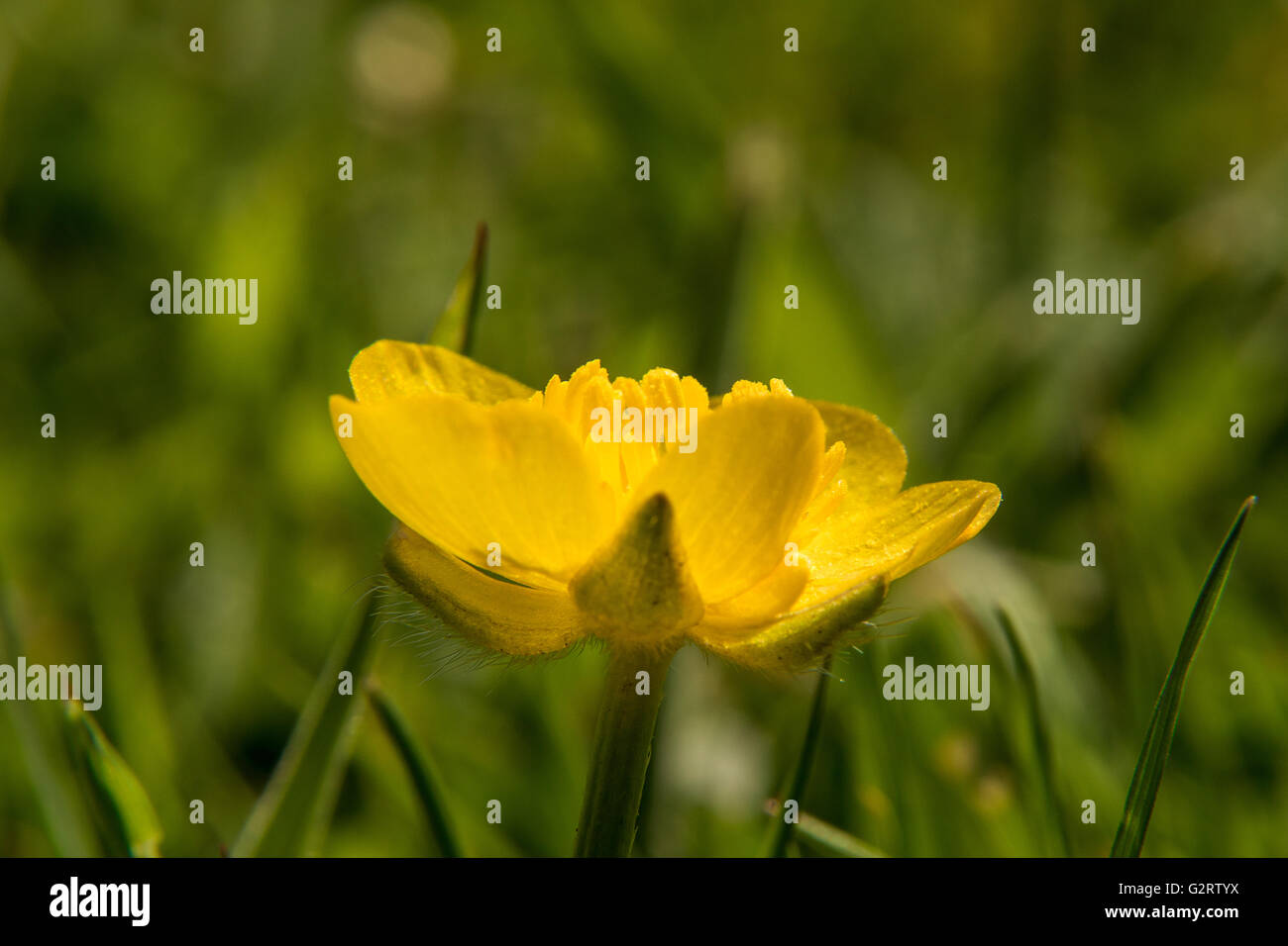 Close Up Of A Buttercup Stock Photo - Alamy