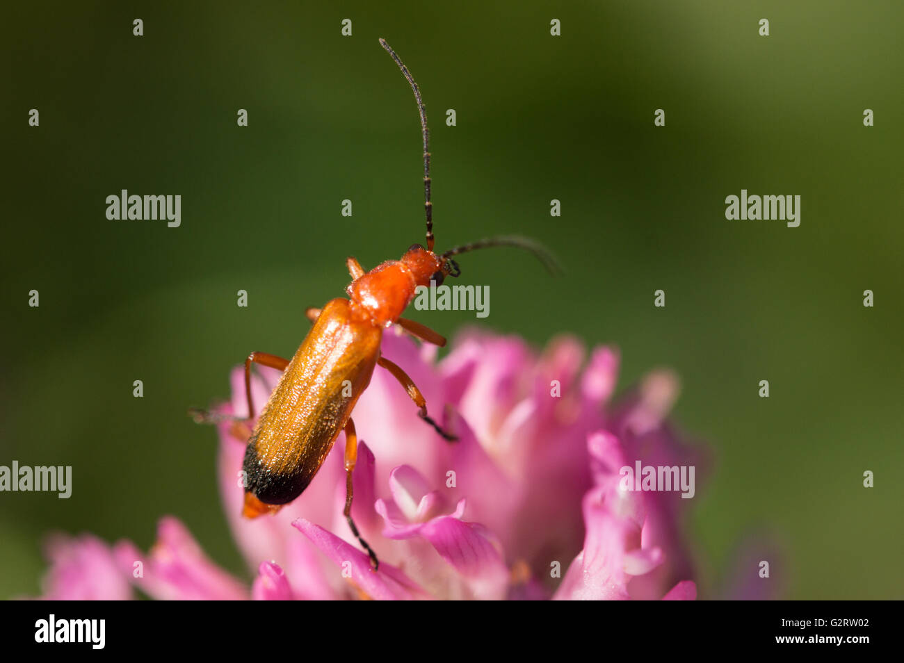 A Red Soldier Beetle (Rhagonycha fulva) on Red Clover (Trifolium ...