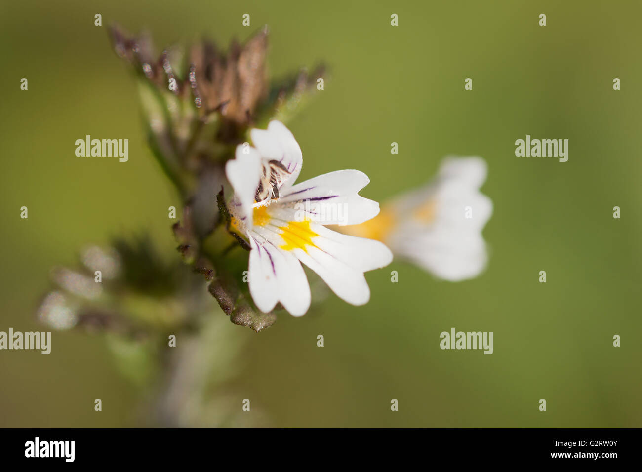 A close-up of a Eyebright flower (Euphrasia officinalis Stock Photo - Alamy