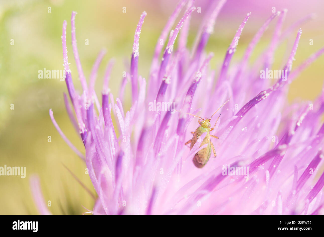 Capsid bug hi-res stock photography and images - Alamy