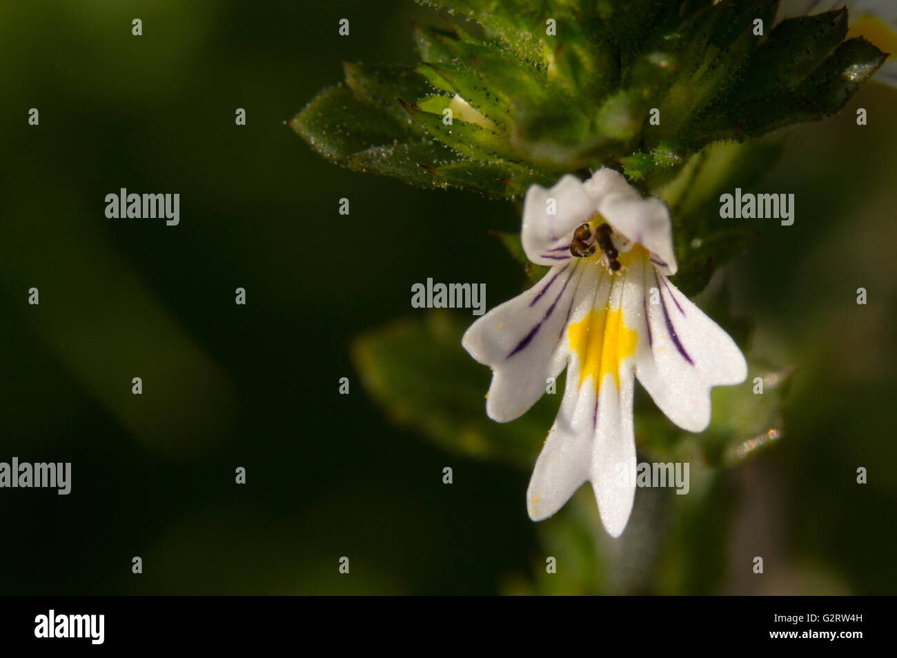 A close-up of a Eyebright flower (Euphrasia officinalis Stock Photo - Alamy