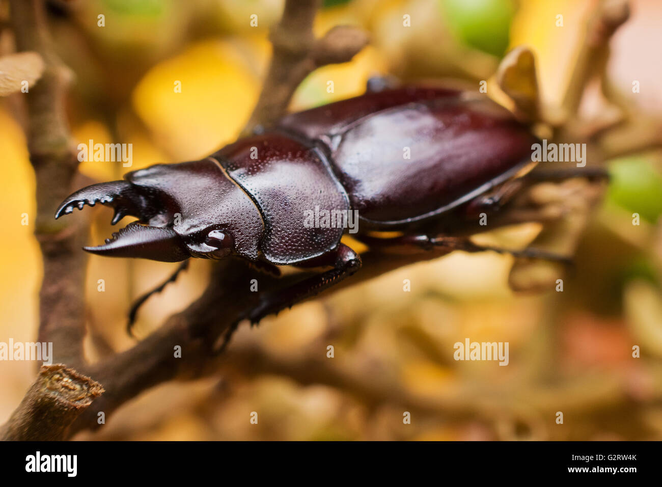 Macro photography showing a close up view of beetle Stock Photo - Alamy