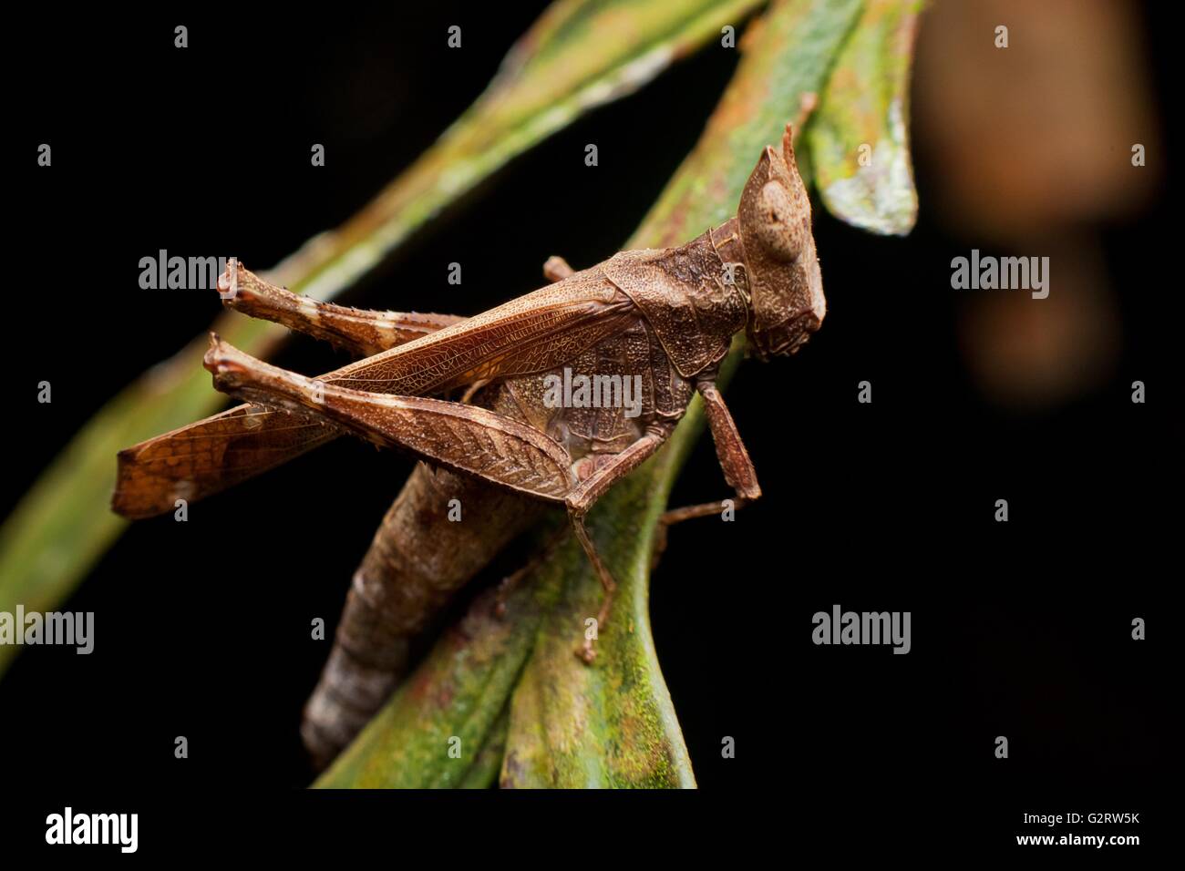 Macro photography showing a close up view of grasshopper Stock Photo ...