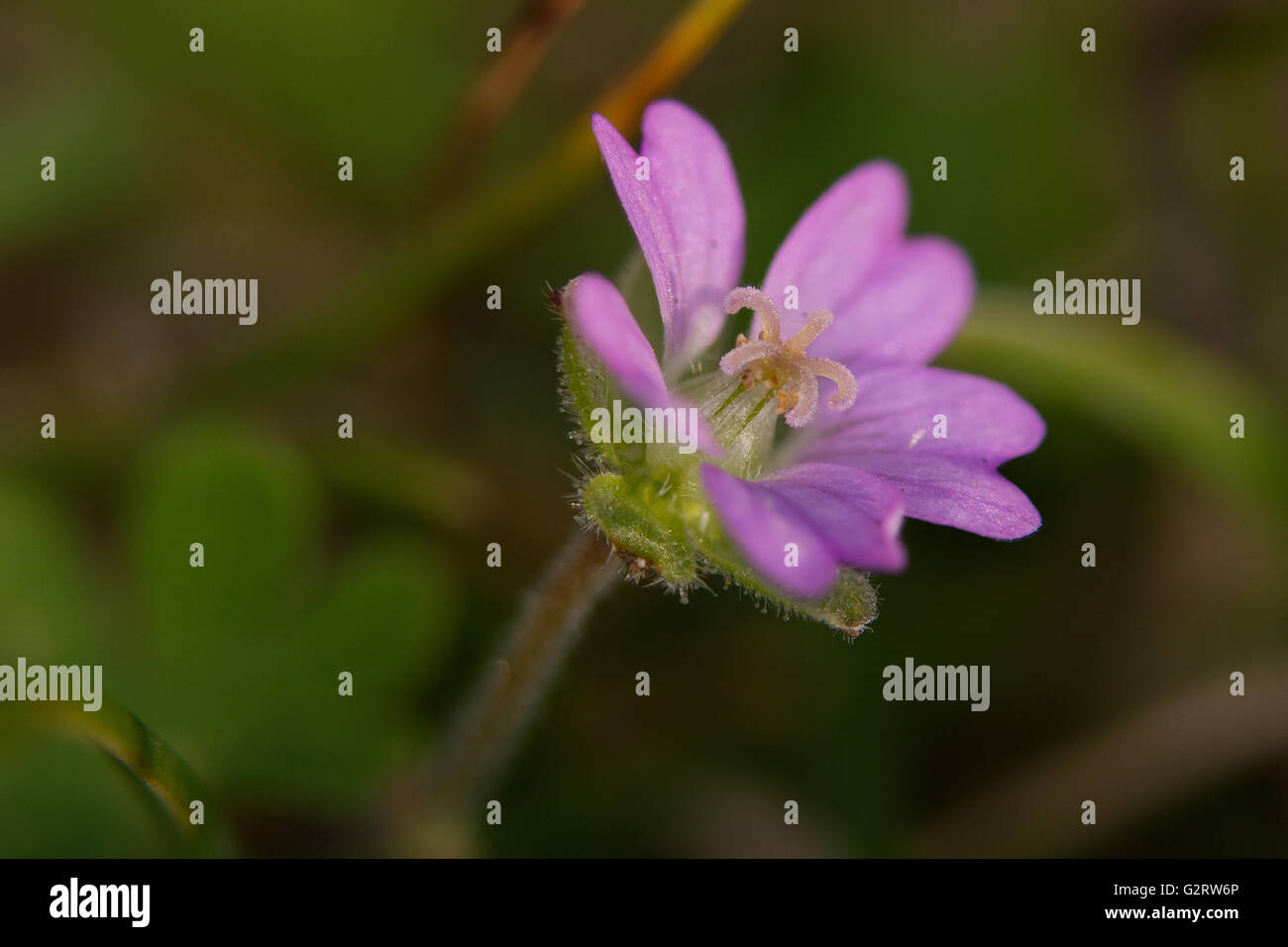A close-up of a Dove's-foot Crane's-bill (Geranium molle) flower Stock ...