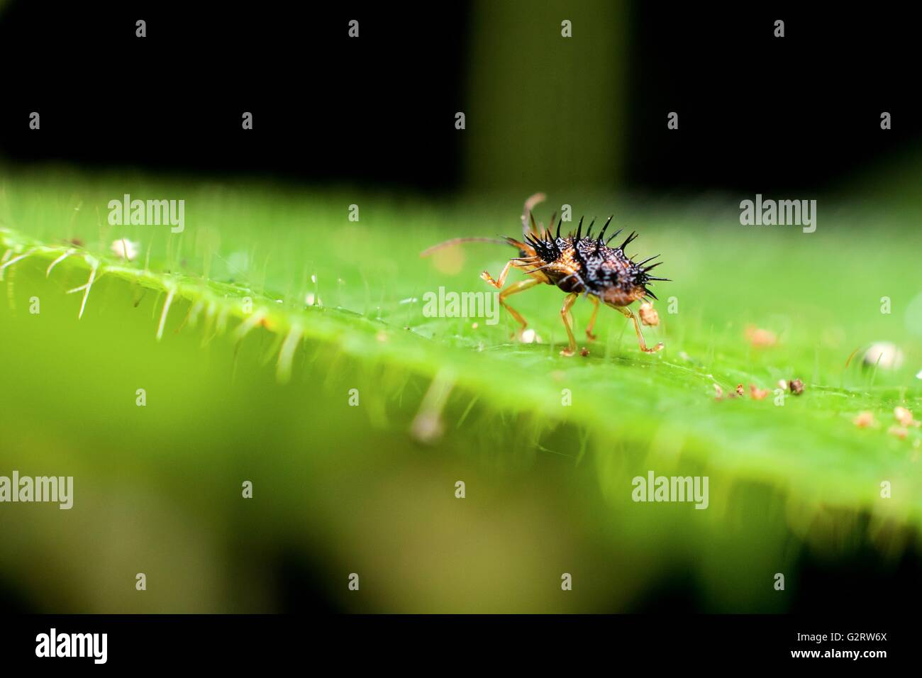 Download Free Body High Resolution Stock Photography and Images - Alamy