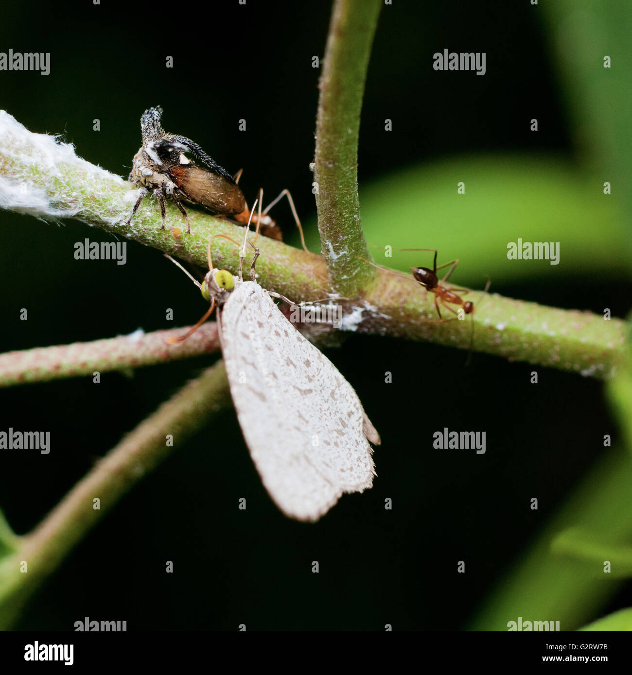 Group of insects hi-res stock photography and images - Alamy