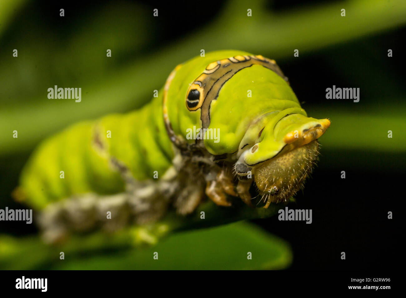 Jungle Caterpillar Stock Photos & Jungle Caterpillar Stock Images - Alamy