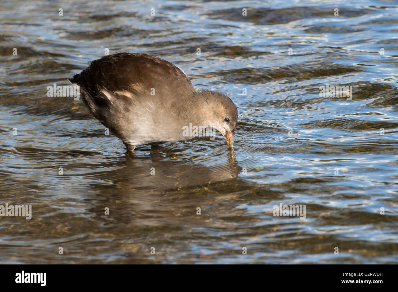 A juvenile Common Moorhen (Gallinula chloropus) searching the water ...