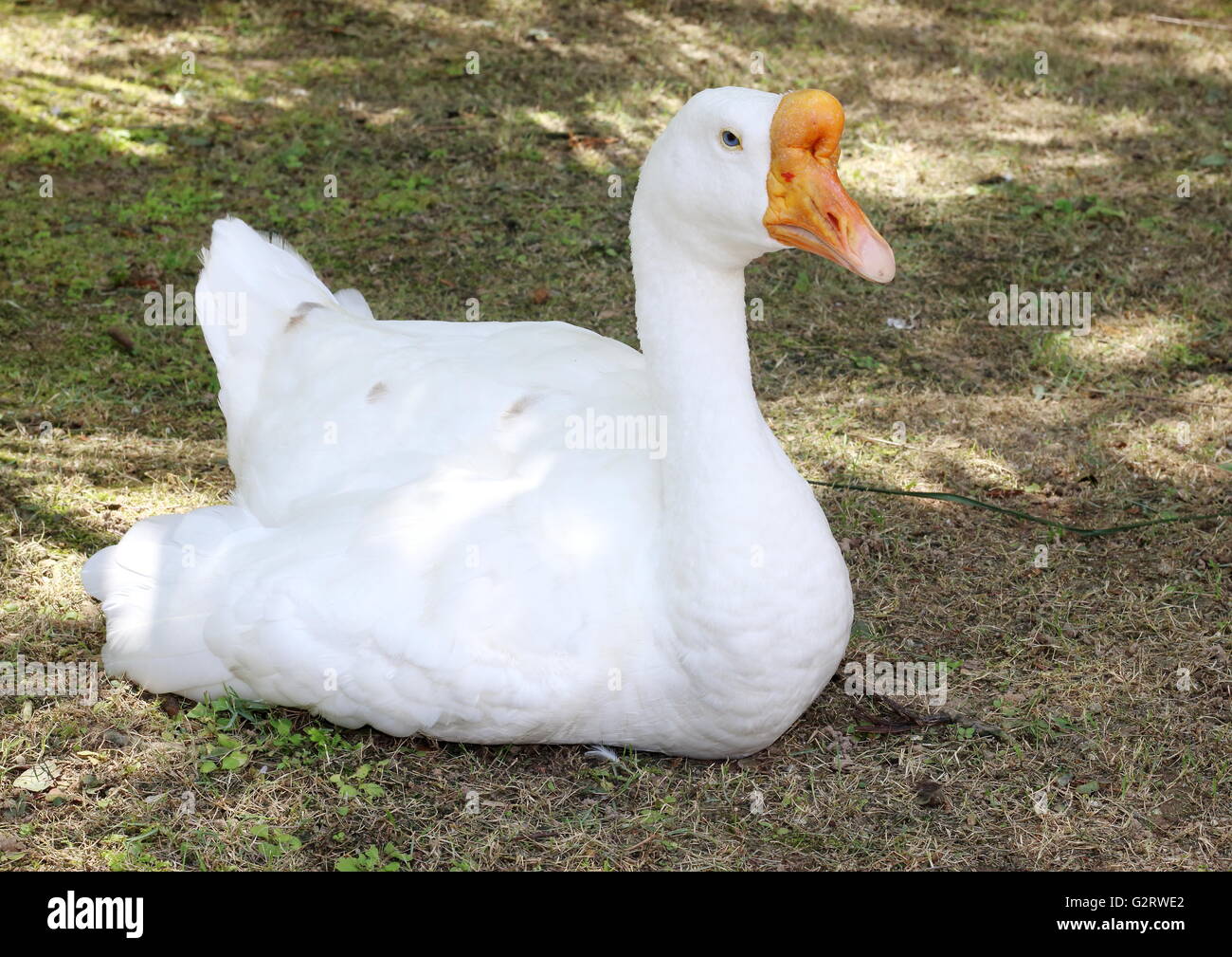 White goose resting in the shadow on grass in a hot afternoon Stock ...
