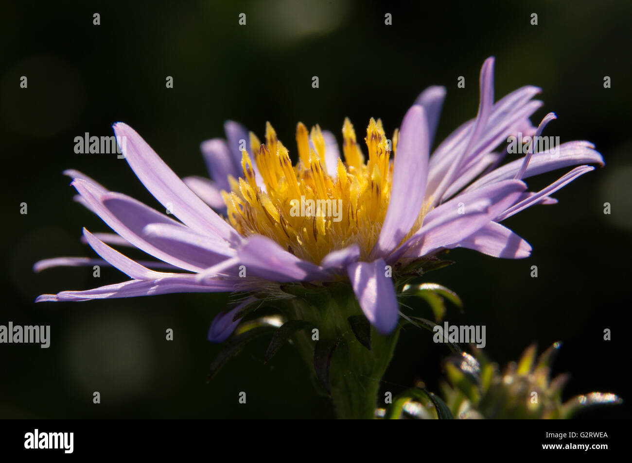 A side view of an Aster flower in the sunlight Stock Photo - Alamy